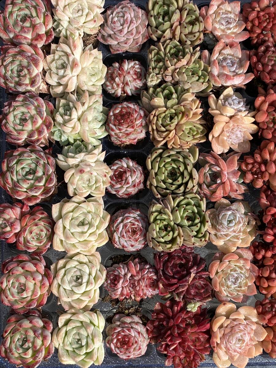 Yahoo!オークション - 105株セット NT27-15 多肉植物 エケベリアミッ...