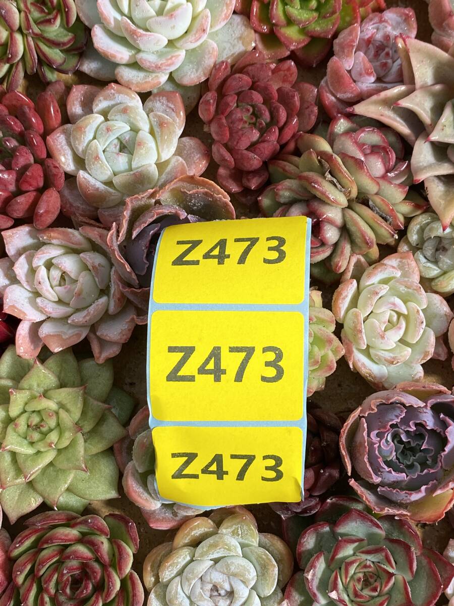 Yahoo!オークション - 50株セット Z473 多肉植物 エケベリアミックス...