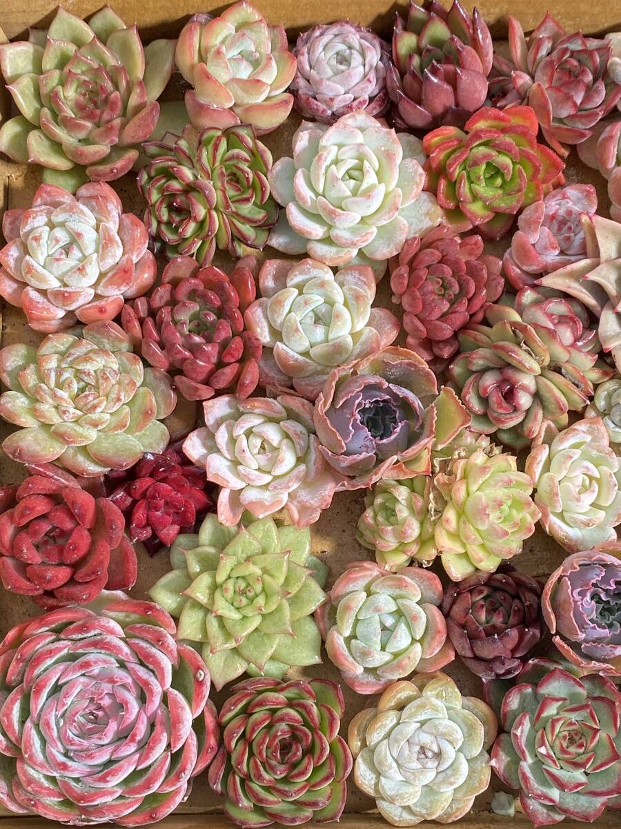 Yahoo!オークション - 50株セット Z473 多肉植物 エケベリアミックス...