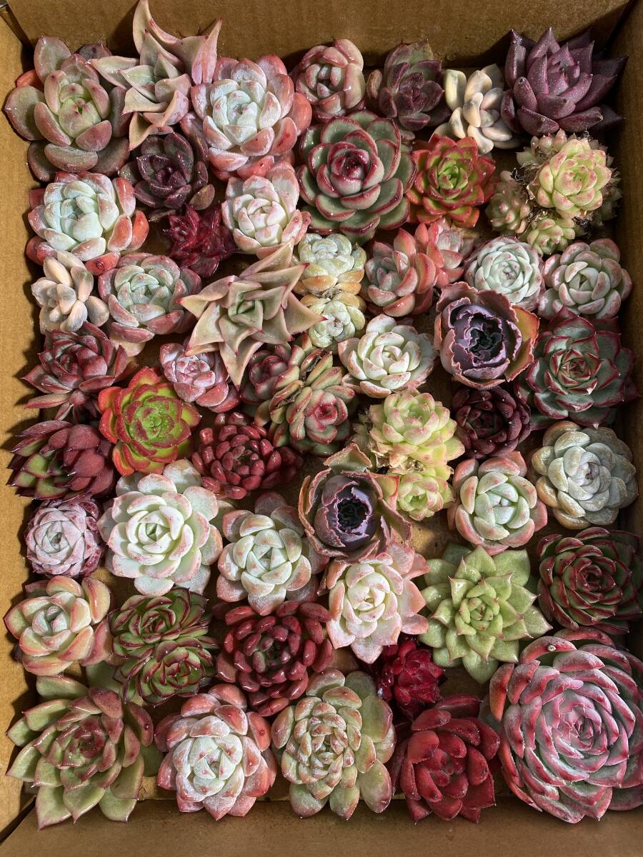 Yahoo!オークション - 50株セット Z473 多肉植物 エケベリアミックス...