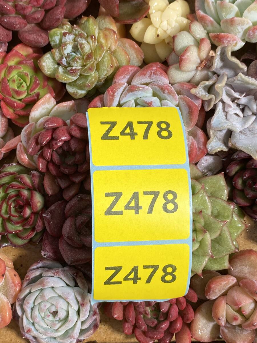 Yahoo!オークション - 50株セット Z478 多肉植物 エケベリアミックス...