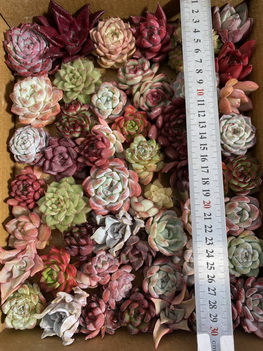 Yahoo!オークション - 50株セット Z478 多肉植物 エケベリアミックス...