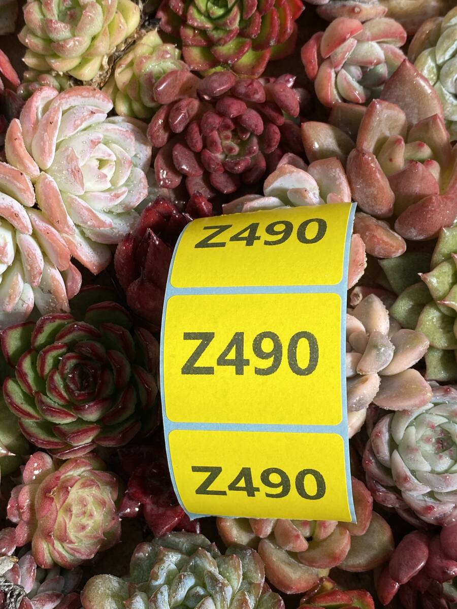 Yahoo!オークション - 50株セット Z490 多肉植物 エケベリアミックス...