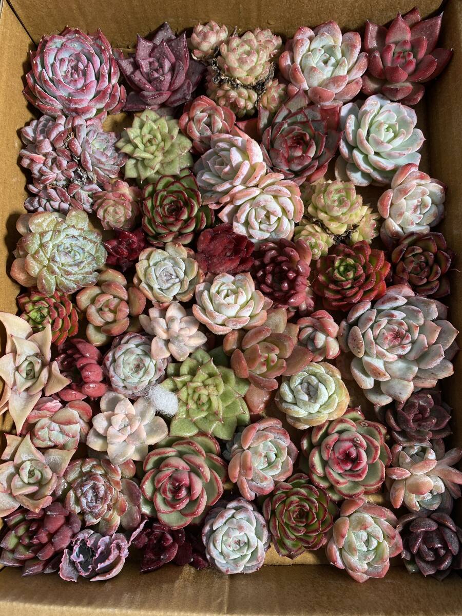 Yahoo!オークション - 50株セット Z490 多肉植物 エケベリアミックス...