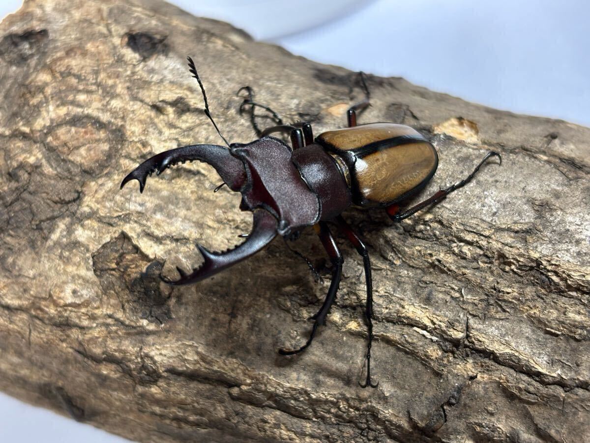 Yahoo!オークション - ラエトゥスミヤマクワガタ 2令幼虫6頭 CBF2 ①