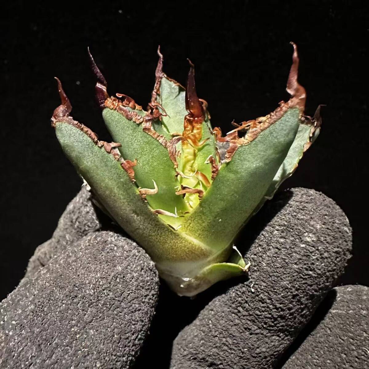 Yahoo!オークション - GJ-4多肉植物 アガベ チタノタ 凱撒 SUPER CAESA...