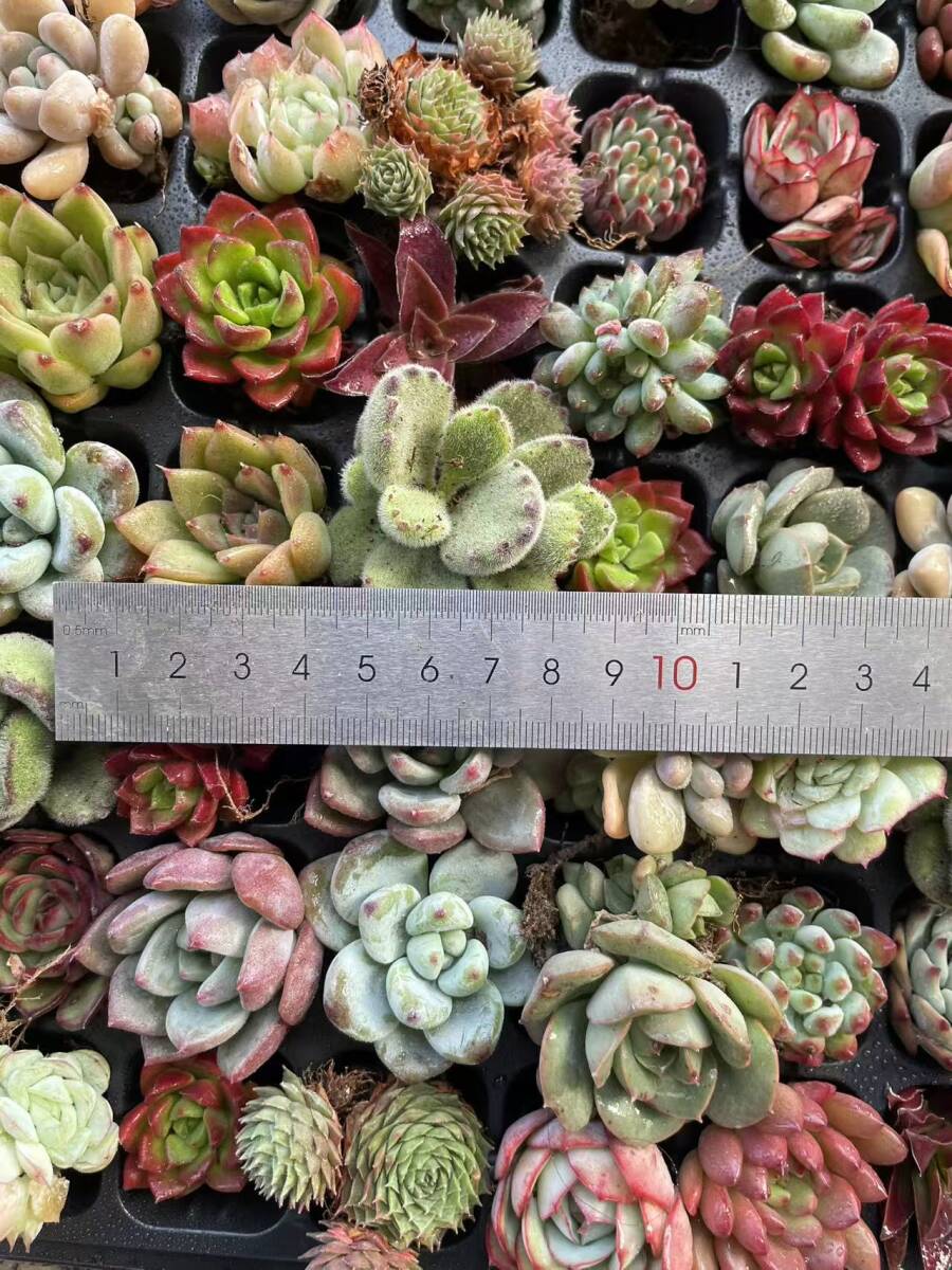 Yahoo!オークション - B26 多肉植物 72苗セット カラフルで可愛い寄せ...