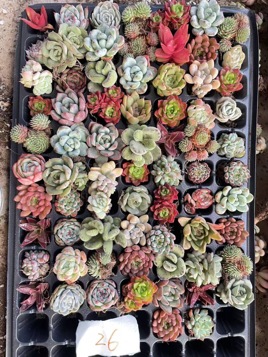 Yahoo!オークション - B26 多肉植物 72苗セット カラフルで可愛い寄せ...