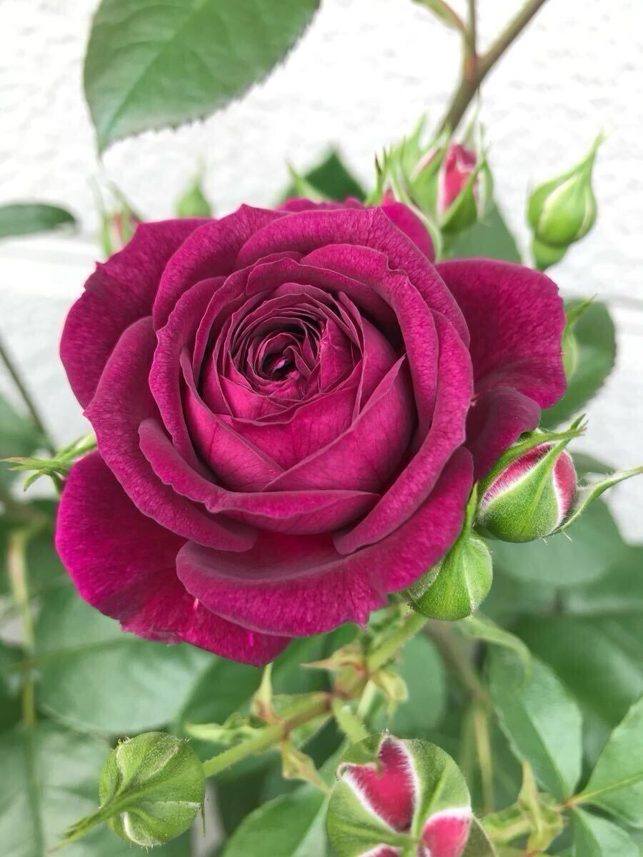 Yahoo!オークション - お庭整理 バラ苗 エブタイド【第4種郵便 1鉢290...