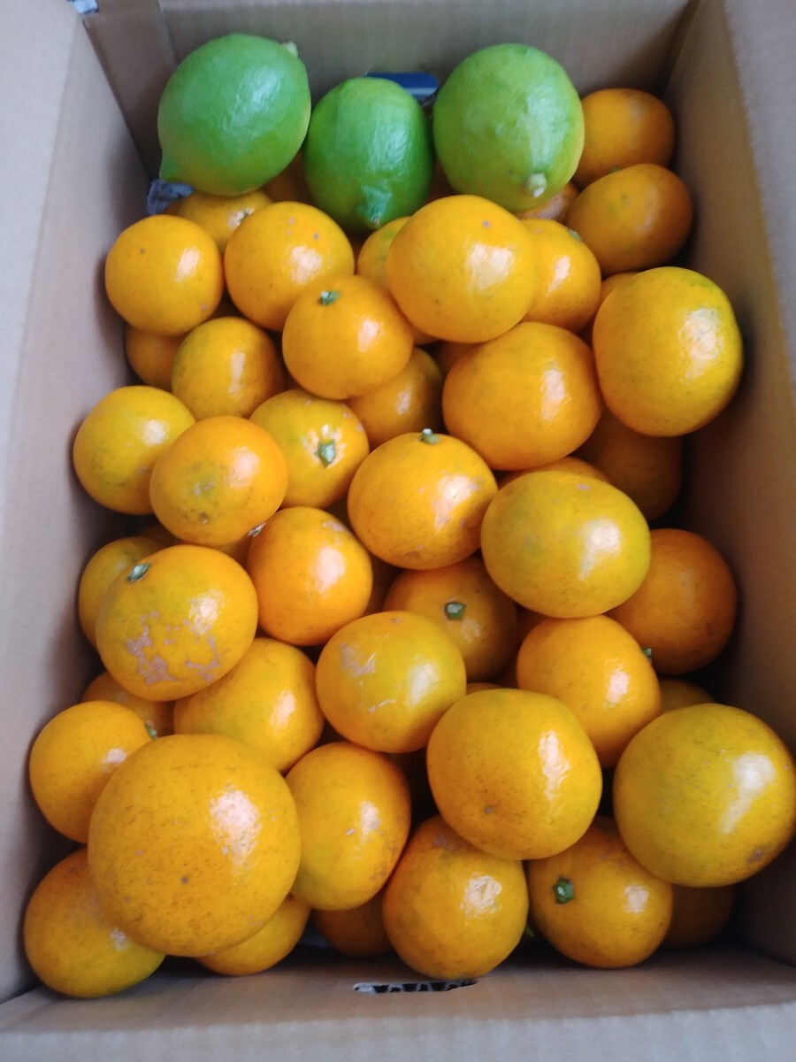 1無農薬 広島瀬戸田産 こだわり 早生ミカン 小粒 約6kg ゆうパック80サイズ 農家直送 ビタミンC(かんきつ類)｜売買されたオークション情報、yahooの商品情報をアーカイブ公開 ...