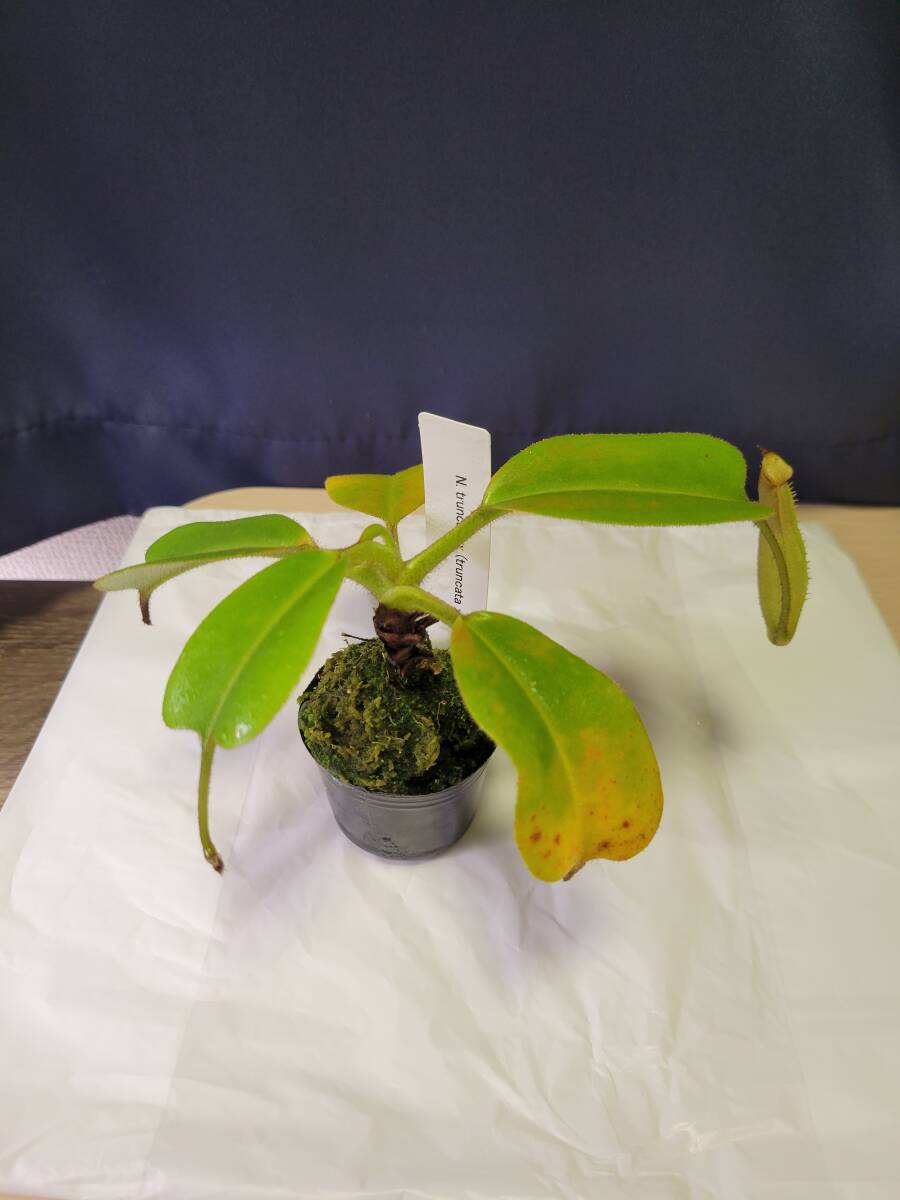 Yahoo!オークション - Nepenthes truncata x ( truncata x peltata ) ...