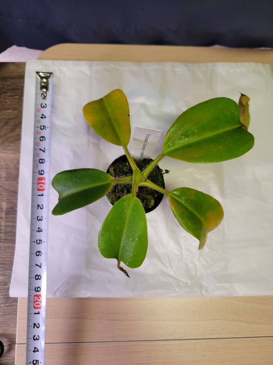 Yahoo!オークション - Nepenthes truncata x ( truncata x peltata ) ...