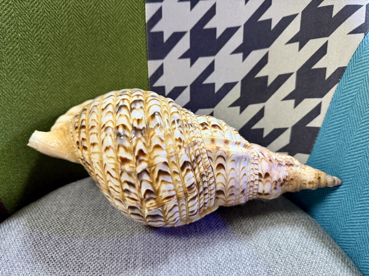 Yahoo!オークション - 法螺貝 大 約34cm 約0.7kg 極美品 笛 密教 魔除...