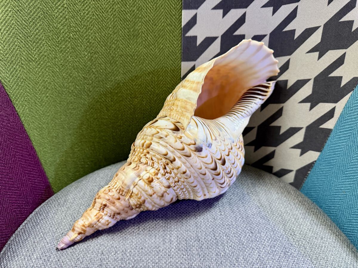 Yahoo!オークション - 法螺貝 大 約34cm 約0.7kg 極美品 笛 密教 魔除...