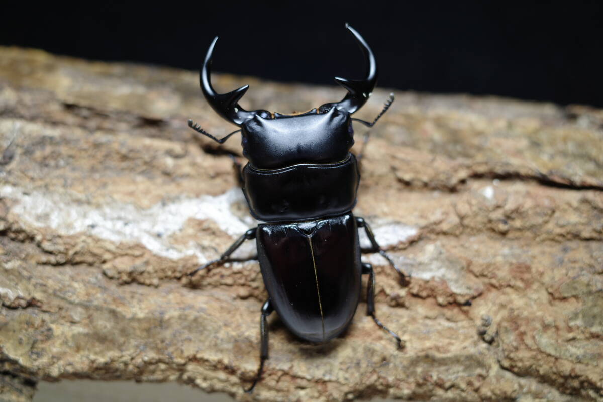 Yahoo!オークション - 南ベトナム クルビデンスssp ♂67mmペア