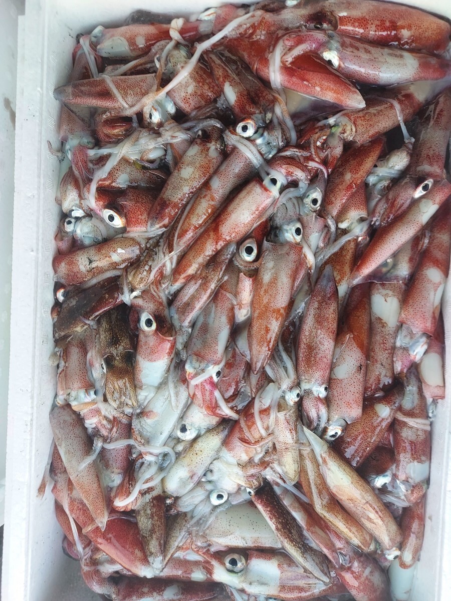 Yahoo!オークション - 小ヤリイカ10~15入り250gセット740円即決