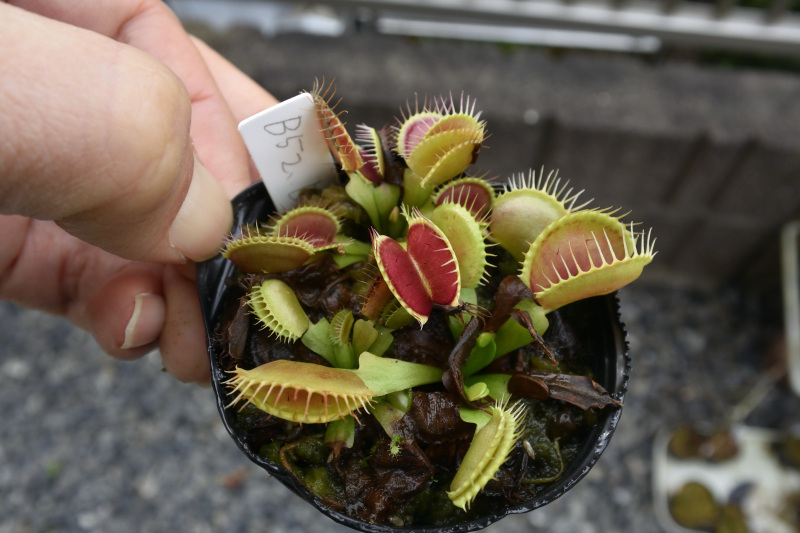 Yahoo!オークション - 【食虫植物】 Dionaea muscipula B52 BCP