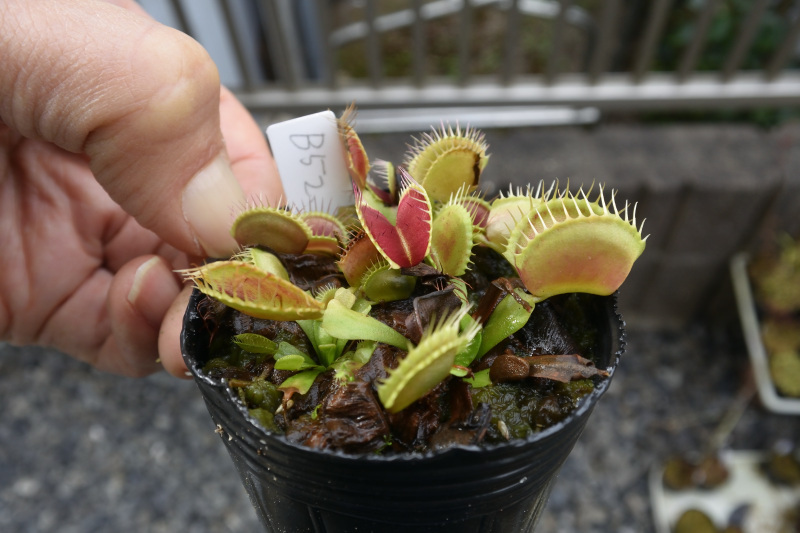 Yahoo!オークション - 【食虫植物】 Dionaea muscipula B52 BCP
