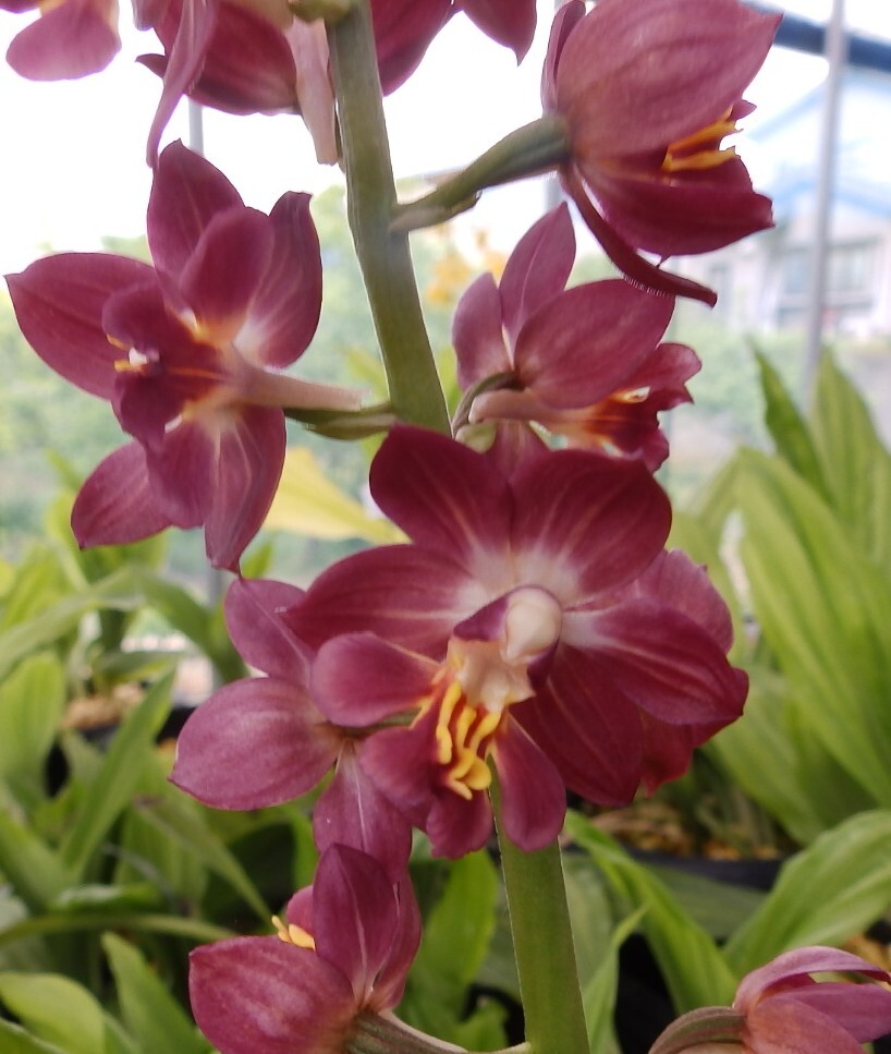 Yahoo!オークション - 山野草 えびね エビネ NO.28 交配種（2533...