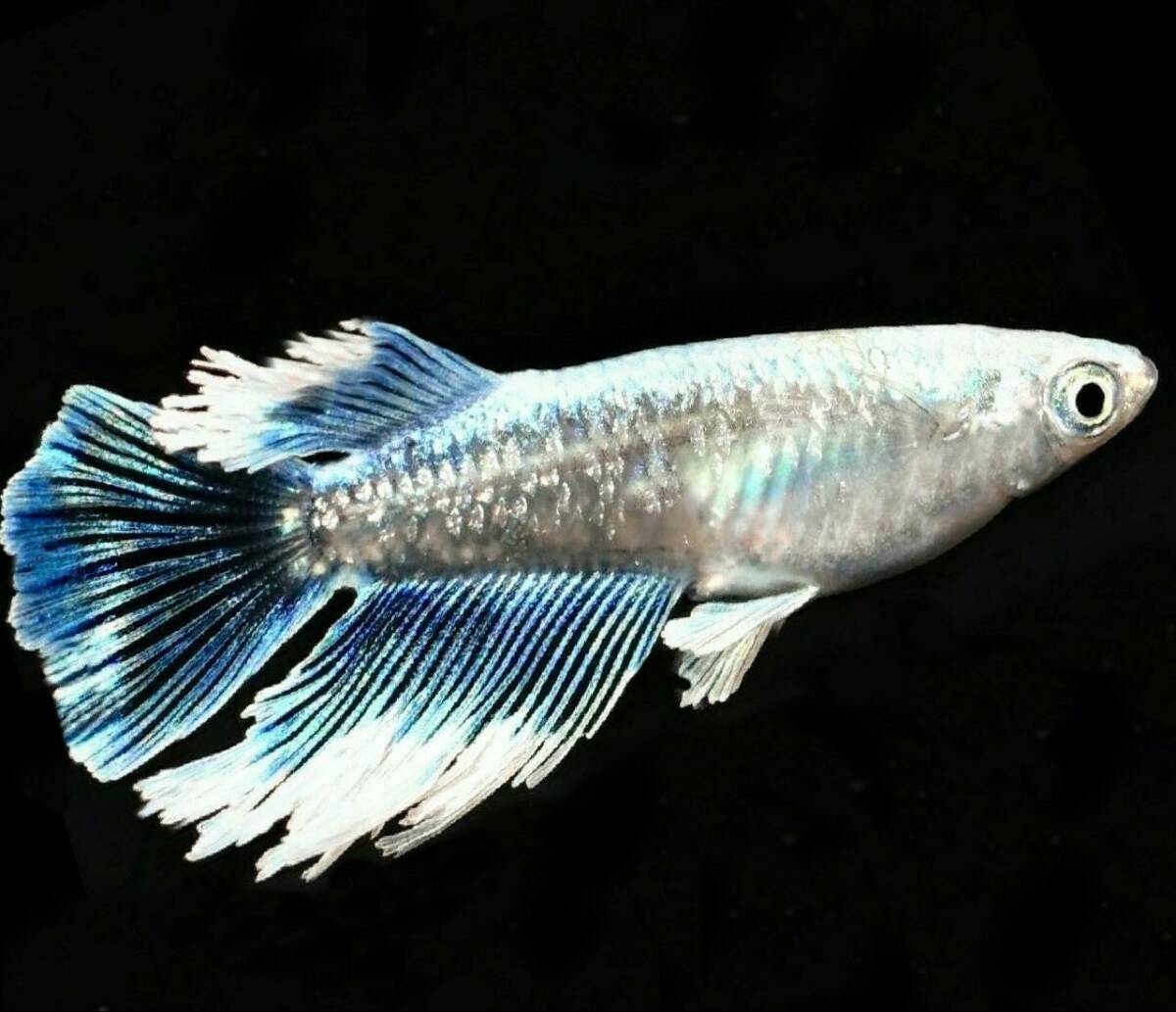 Yahoo!オークション - 送料無料セール 【ふんどしめだか】エメキンめだ...