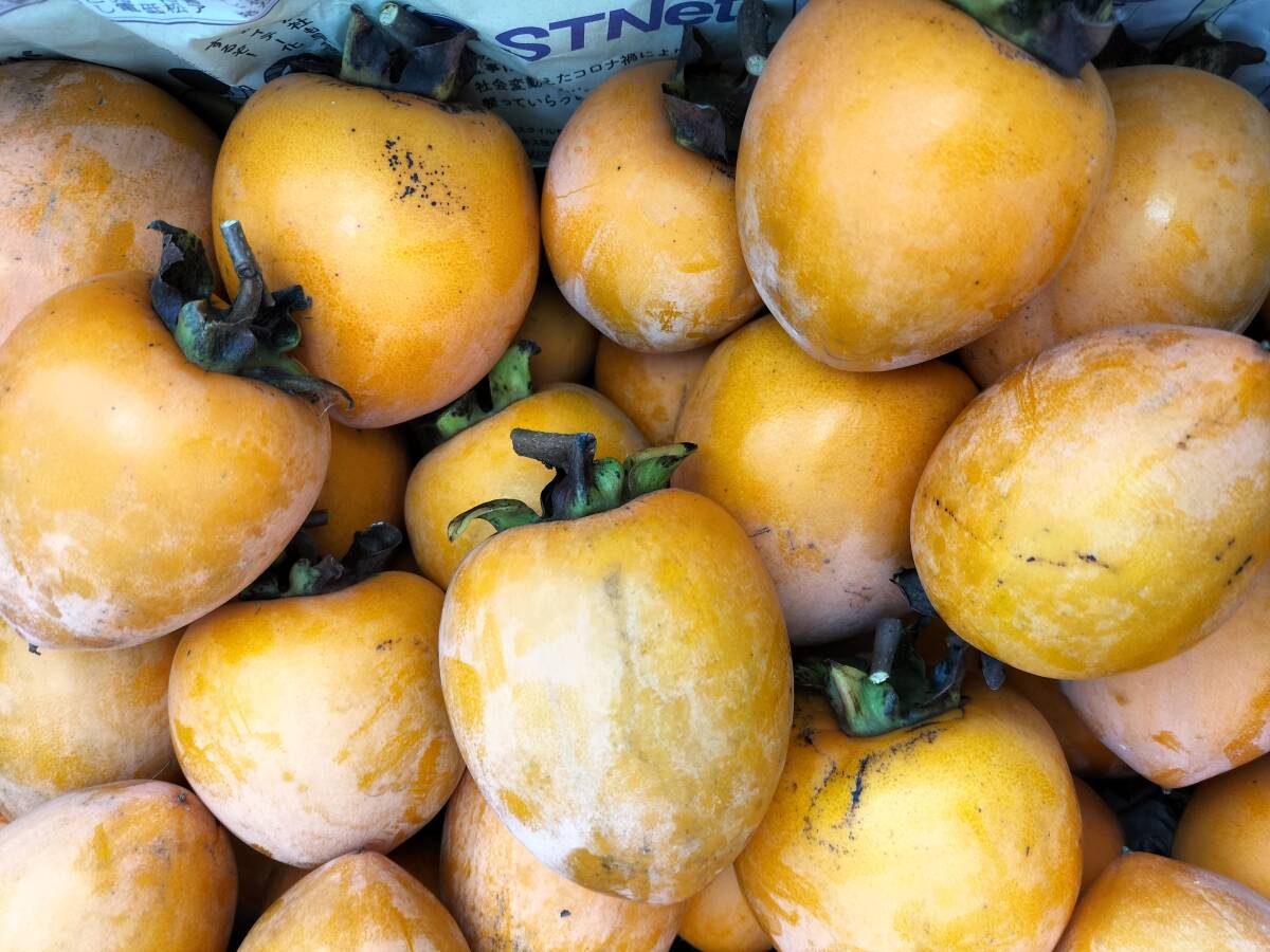 Yahoo!オークション - 丹原の柿 大きめ 10kg No.291 愛宕柿 干し柿用渋...