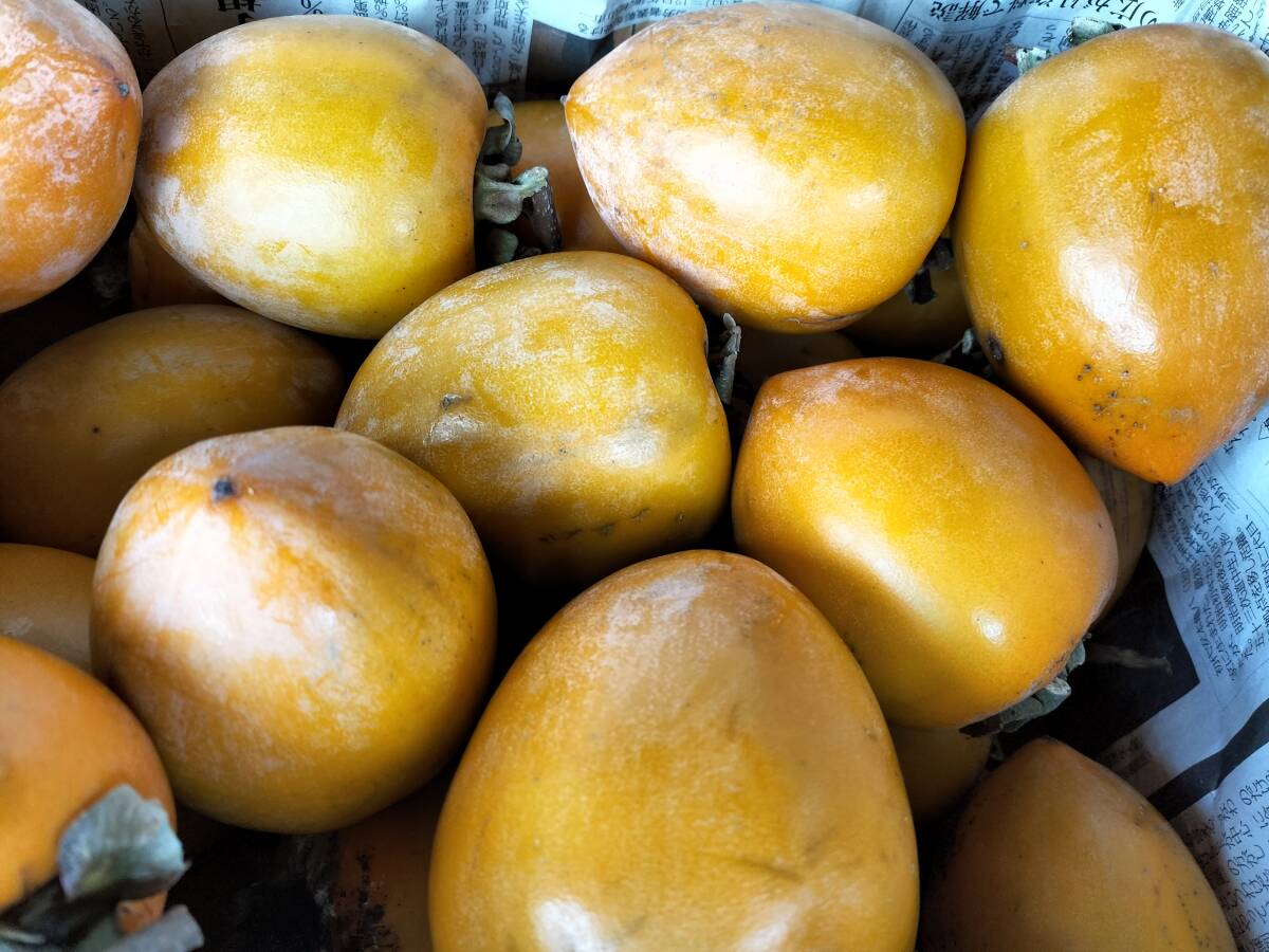 Yahoo!オークション - 丹原の柿 大きめ 10kg No.291 愛宕柿 干し柿用渋...