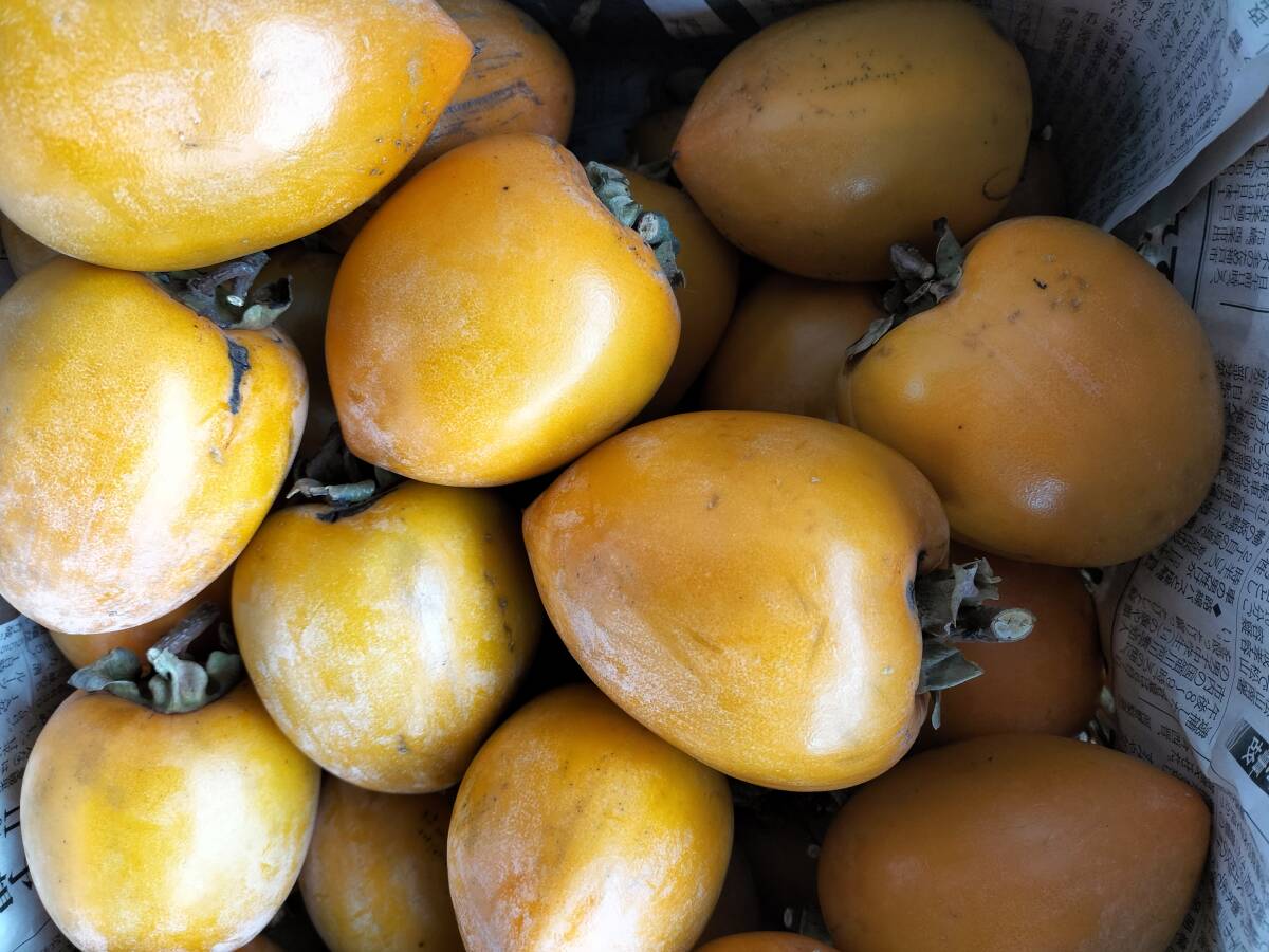 Yahoo!オークション - 丹原の柿 大きめ 10kg No.291 愛宕柿 干し柿用渋...