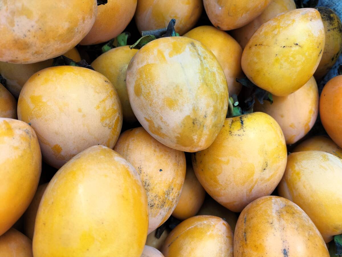 Yahoo!オークション - 丹原の柿 10kg 小玉 No.295 あたご柿 干し柿用渋...