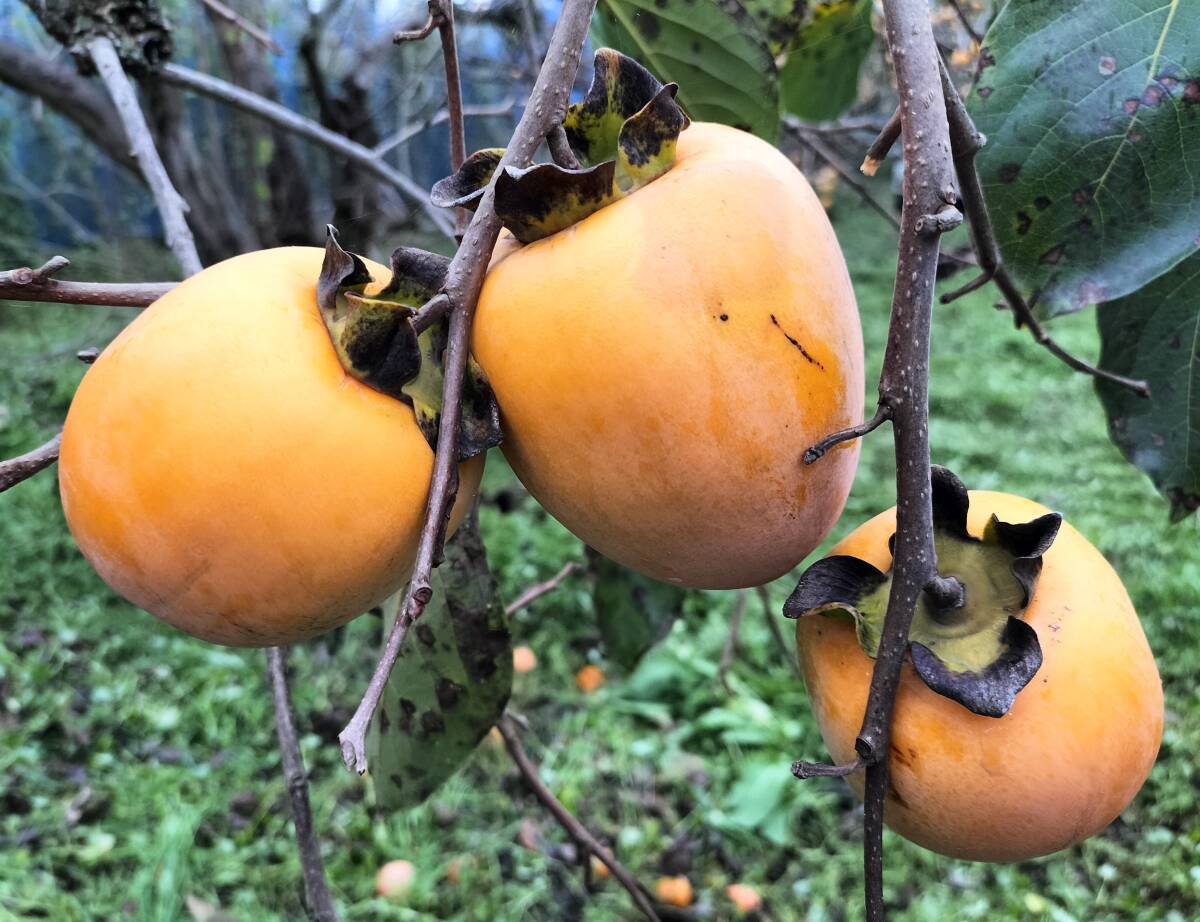 Yahoo!オークション - 丹原の柿 10kg 小玉 No.255 あたご柿 干し柿用渋...