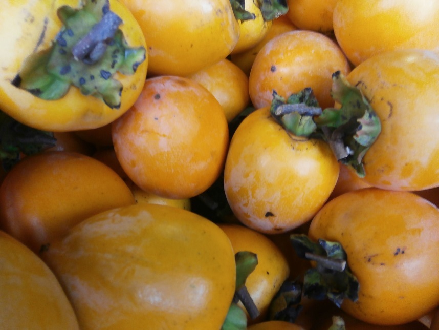 Yahoo!オークション - 丹原の柿 10kg 小玉 No.255 あたご柿 干し柿用渋...