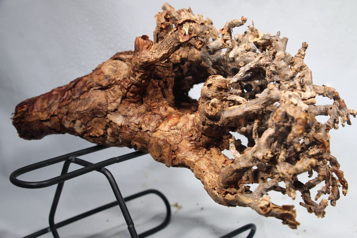 Yahoo!オークション - a.11月18日輸入】ケラリア・ピグマエア【現地球...