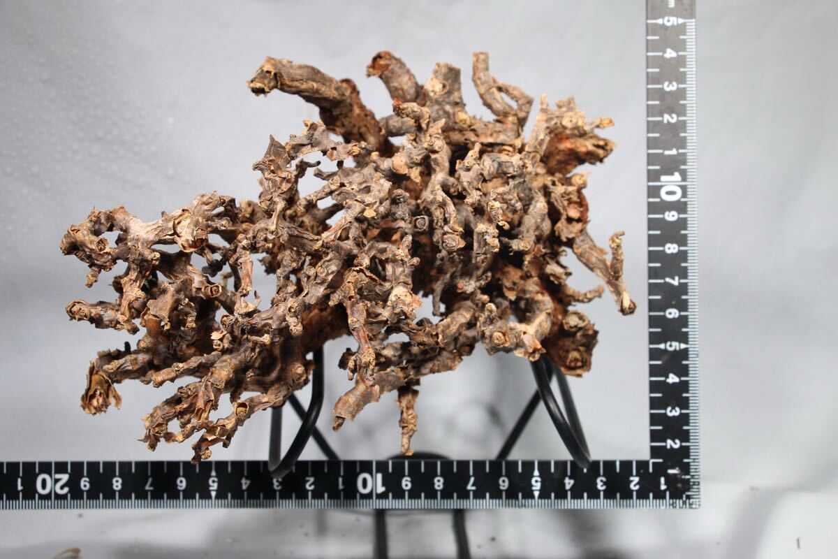 Yahoo!オークション - a.11月18日輸入】ケラリア・ピグマエア【現地球...