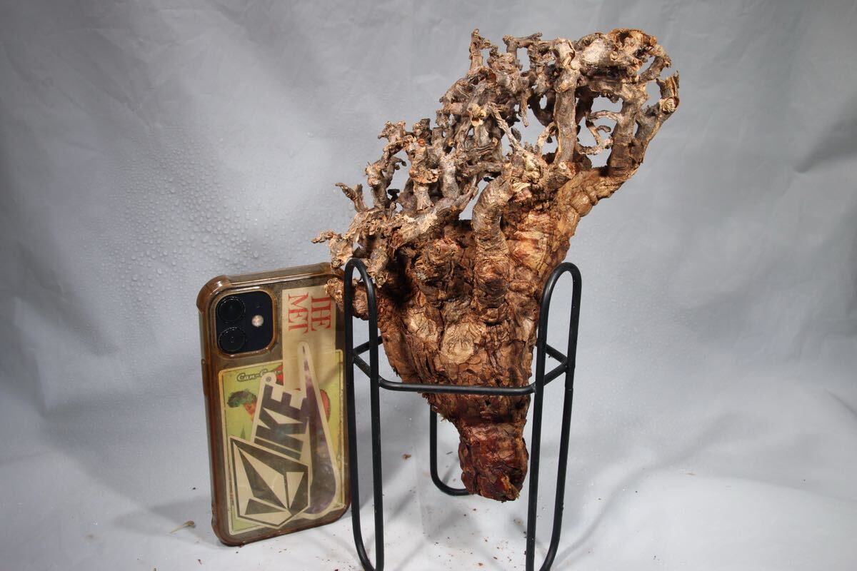 Yahoo!オークション - a.11月18日輸入】ケラリア・ピグマエア【現地球...