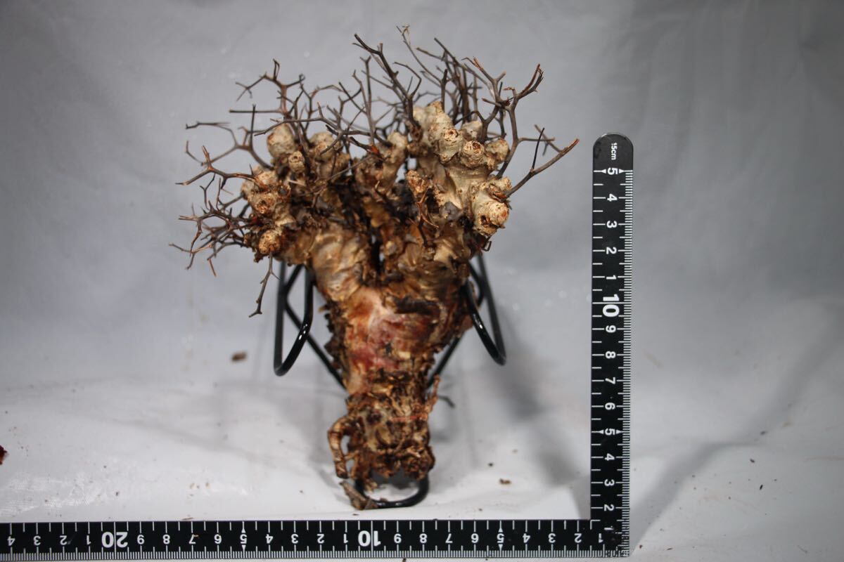 Yahoo!オークション - n.11月18日輸入】万物想（チレコドン・レティキ...