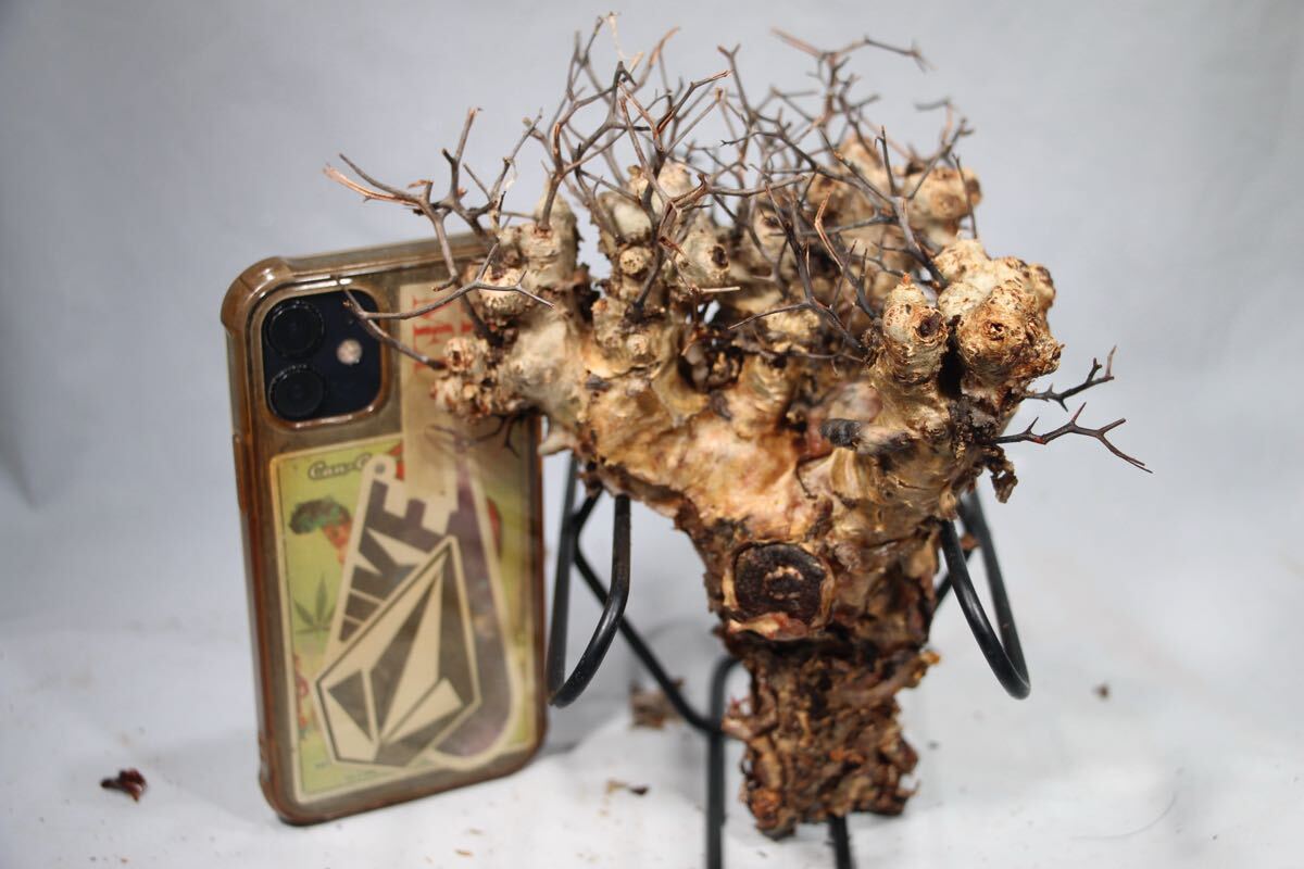 Yahoo!オークション - n.11月18日輸入】万物想（チレコドン・レティキ...