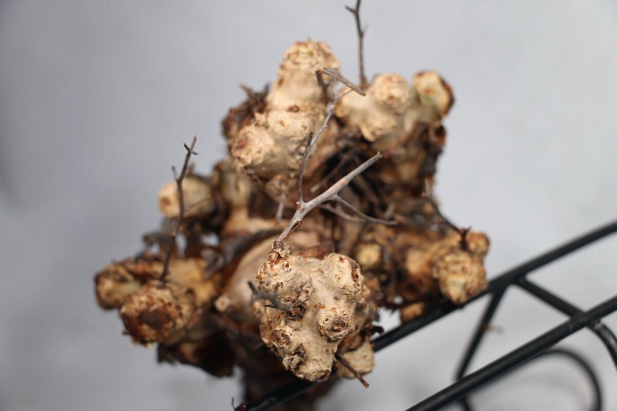 Yahoo!オークション - o.11月18日輸入】万物想（チレコドン・レティキ...