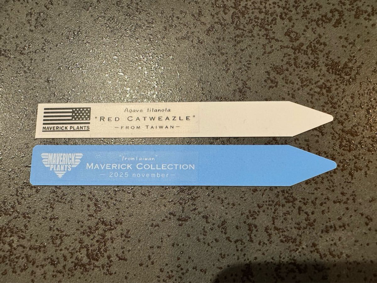 Yahoo!オークション - アガベ チタノタ レッドキャットウィーズル 子株...