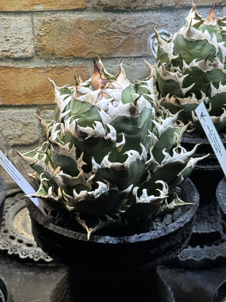 Yahoo!オークション - アガベ チタノタ レッドキャットウィーズル 子株...