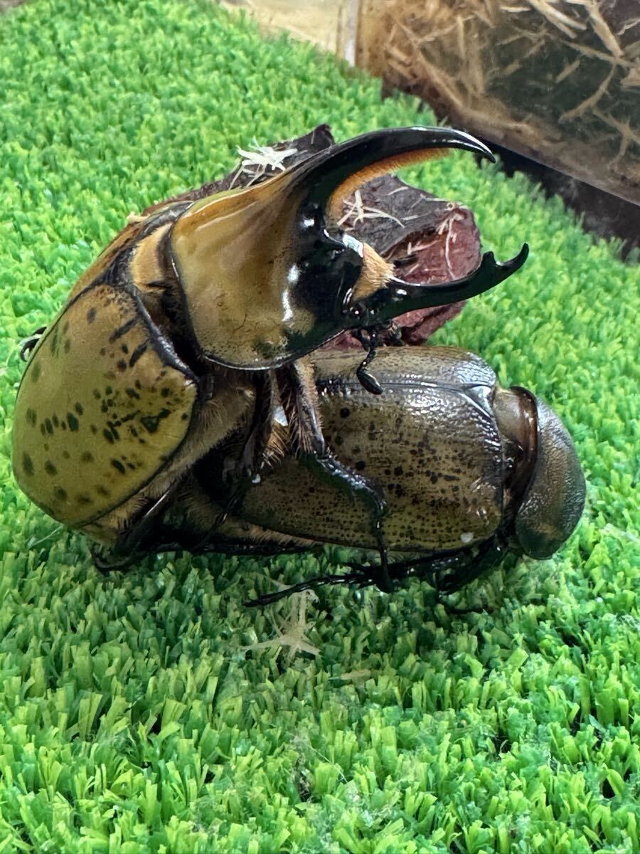 Yahoo!オークション - ヒルスシロカブト幼虫5頭