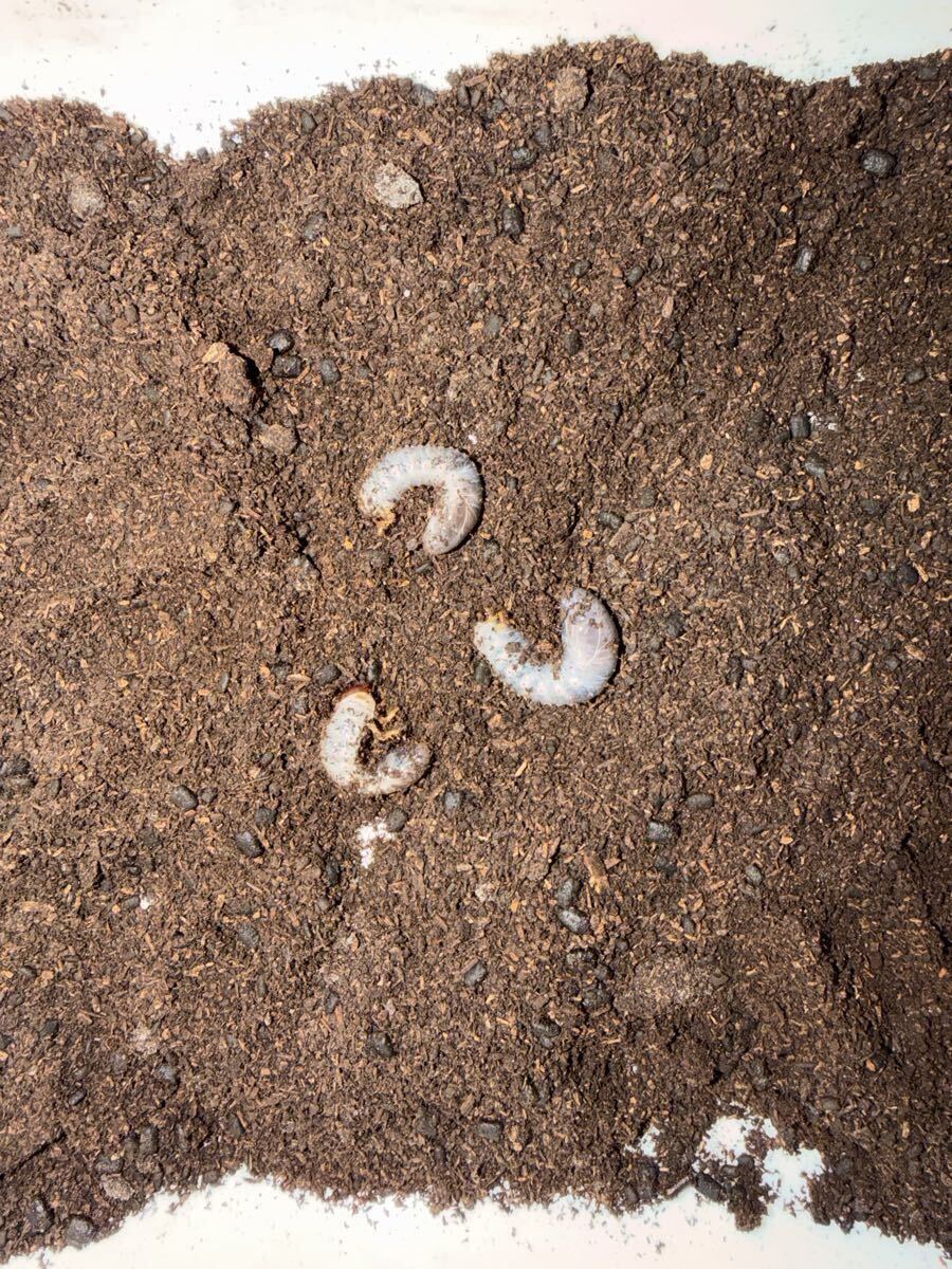 Yahoo!オークション - ヒルスシロカブト幼虫5頭