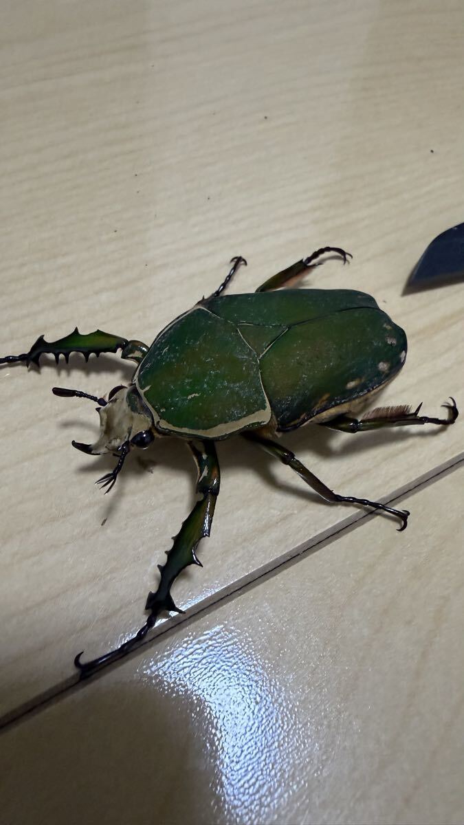 Yahoo!オークション - トルクアータインマキュリコリス ♂♀ 成虫ペア ...