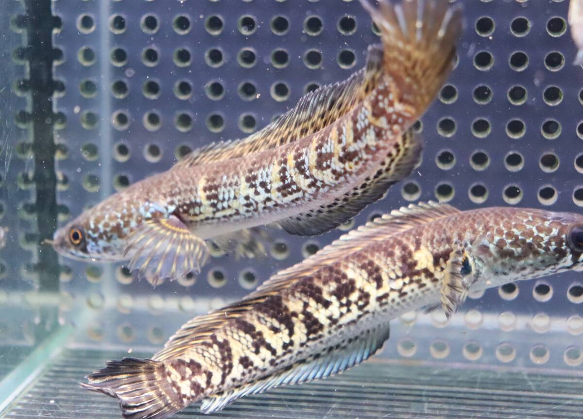 Yahoo!オークション - インド便 ワイルド バイオレットスネークヘッド ...