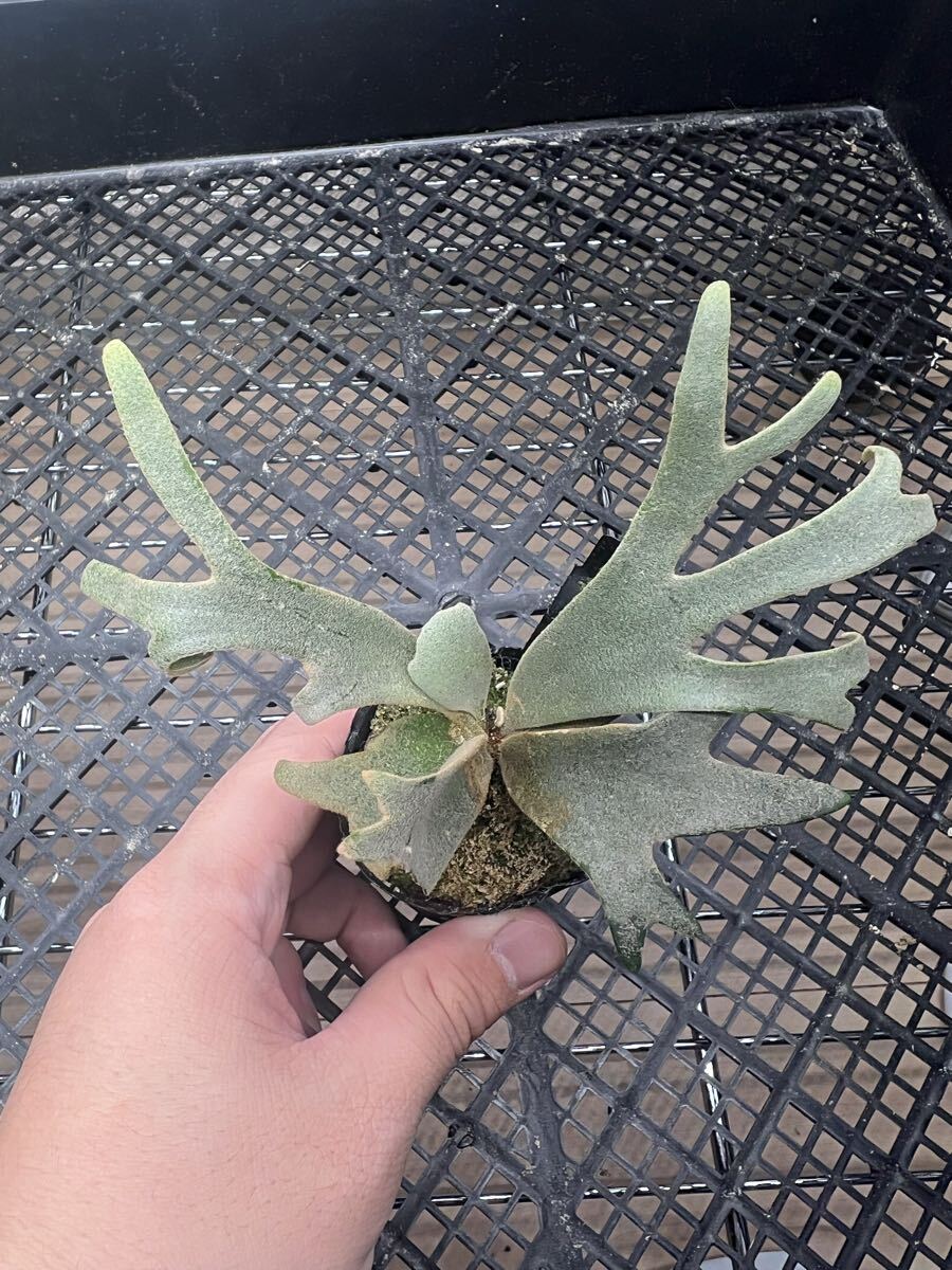 Yahoo!オークション - 425 【平凡之鹿】ビカクシダ Platycerium willin...