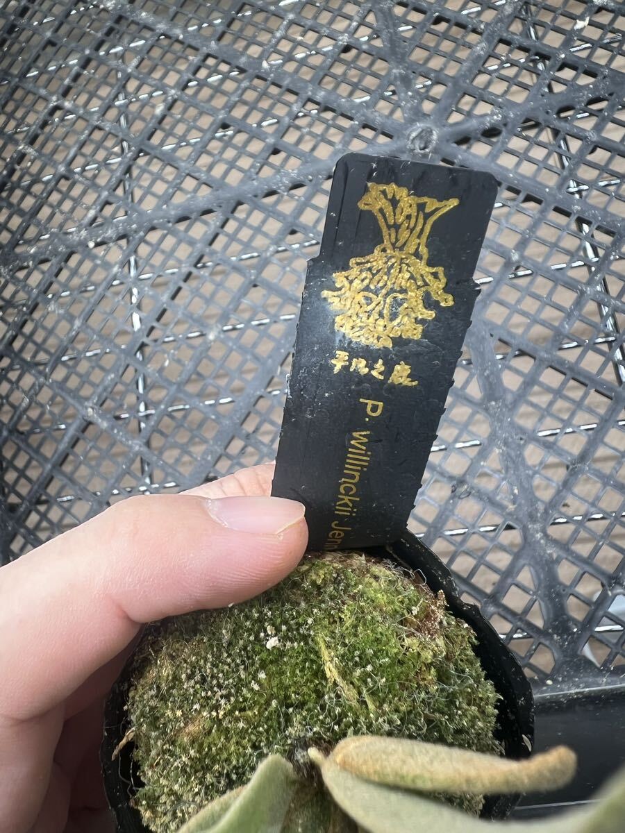 Yahoo!オークション - 425 【平凡之鹿】ビカクシダ Platycerium willin...