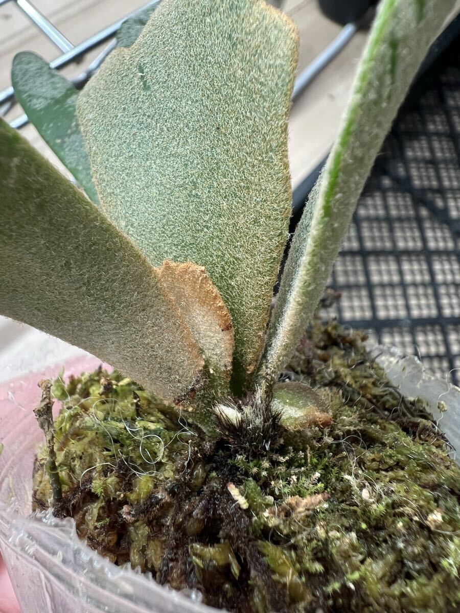 Yahoo!オークション - 324 【平凡之鹿】ビカクシダ Platycerium willin...