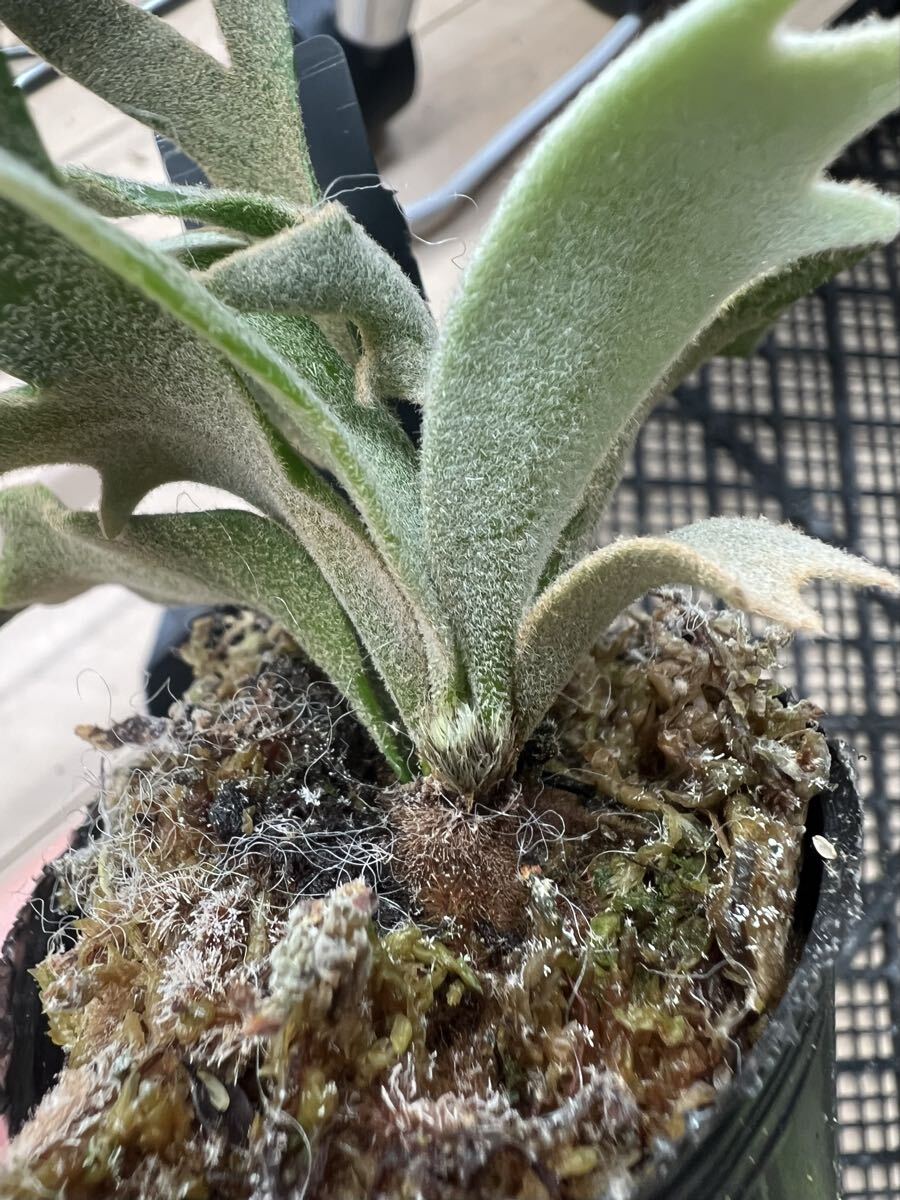 Yahoo!オークション - 318 【平凡之鹿】ビカクシダ Platycerium willin...