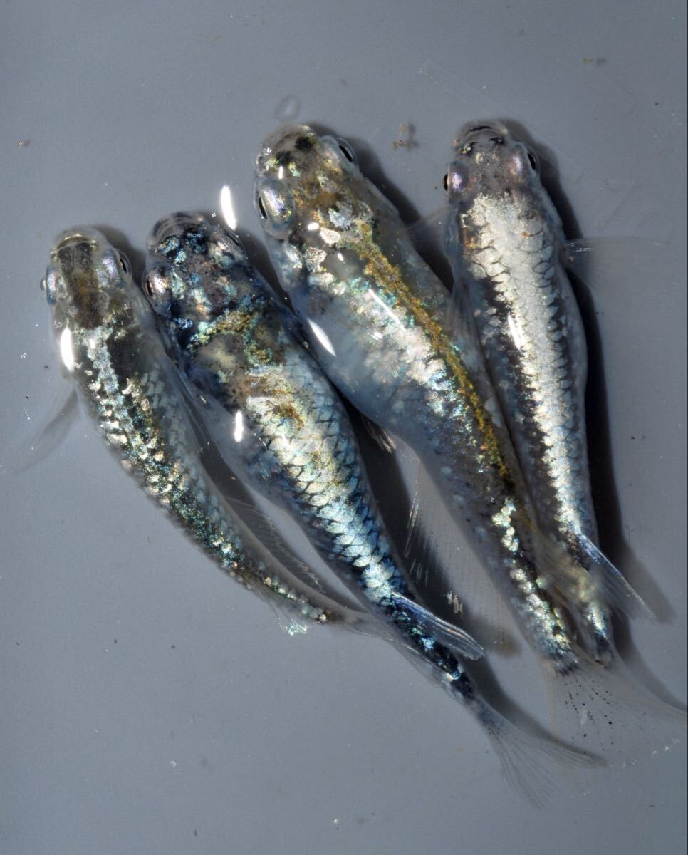 Yahoo!オークション - ハピネスめだか レックウザ 1ペア＋保証ペア 産...