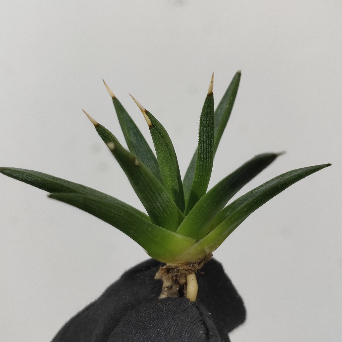 Yahoo!オークション - 1097 多肉植物アガベ チタノタ ホリダ×アルボピ...