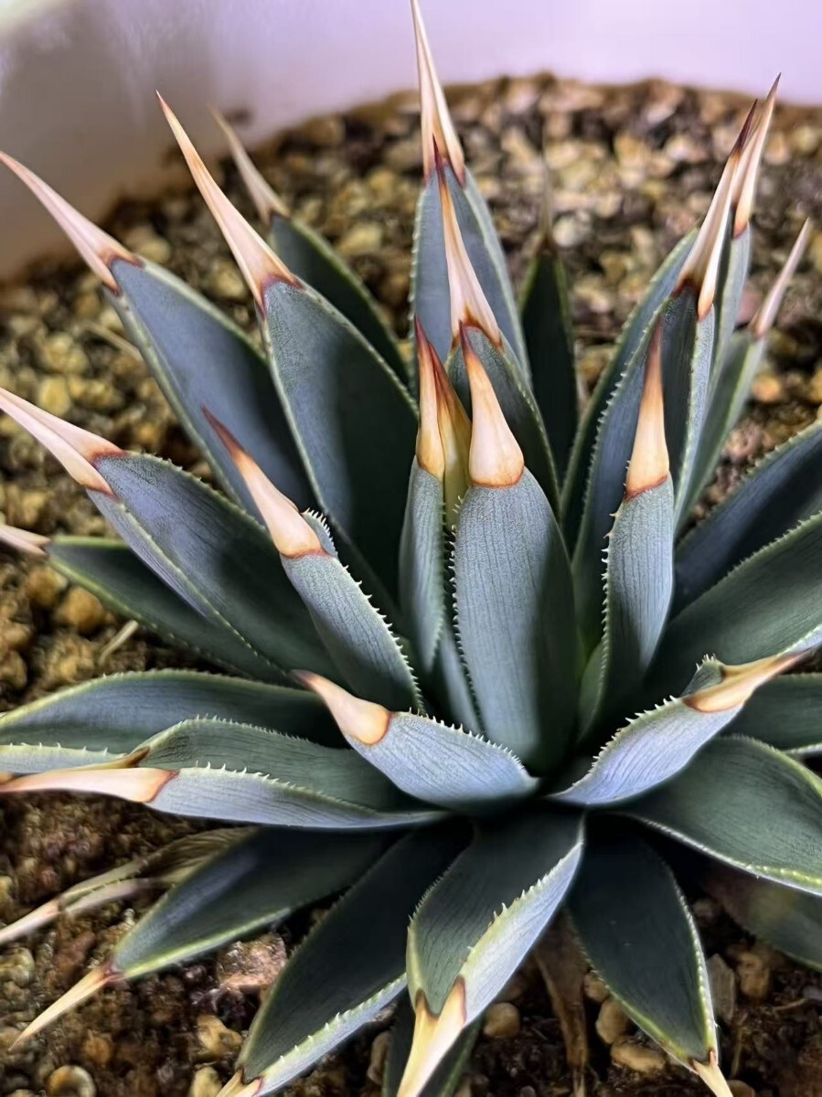 Yahoo!オークション - 1097 多肉植物アガベ チタノタ ホリダ×アルボピ...