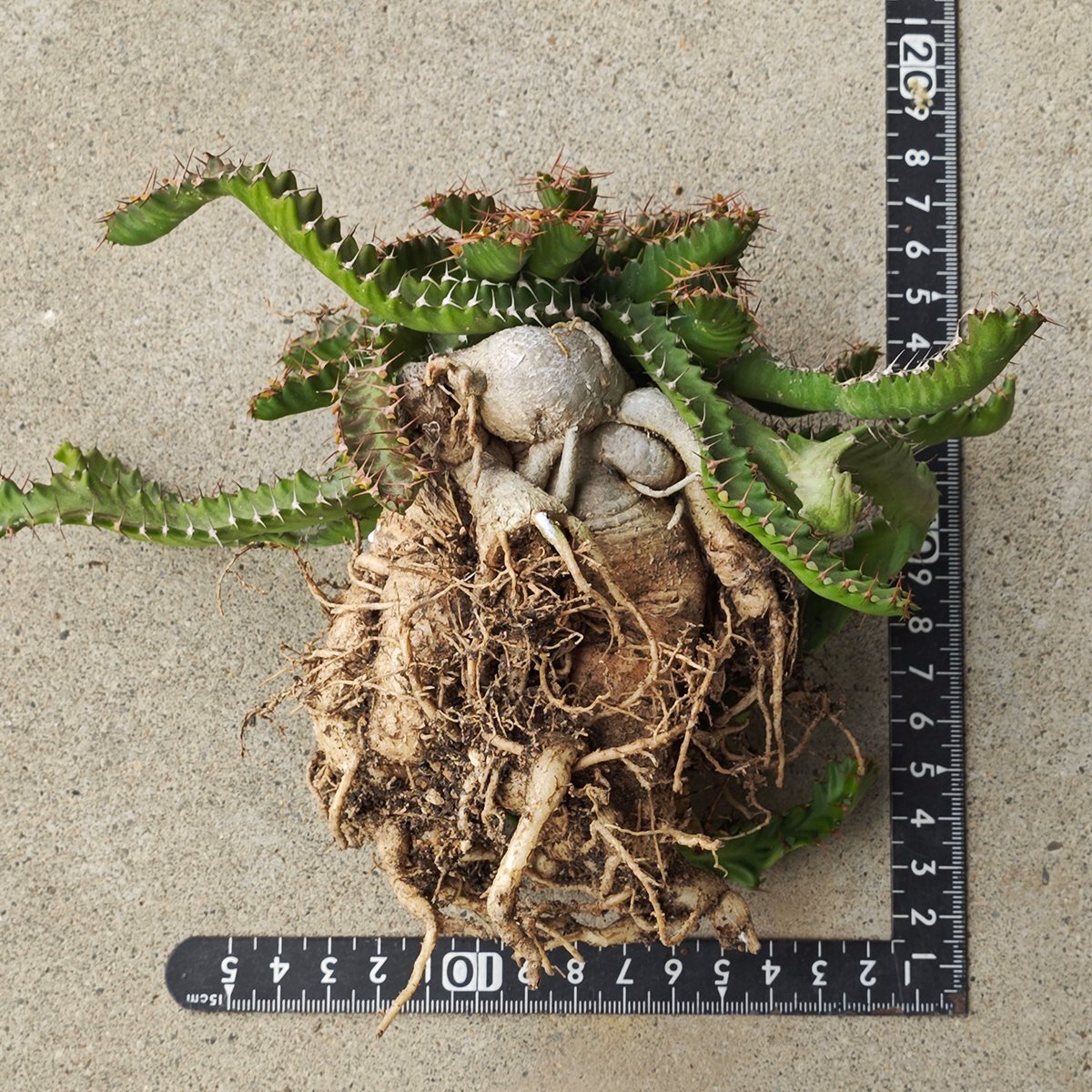 Yahoo!オークション - 【充実株】ユーフォルビア ステラータ / 飛竜 A1...